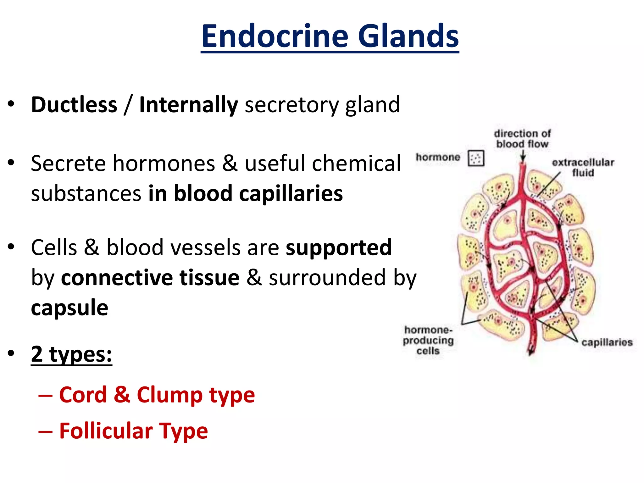 Glands histology | PPTX