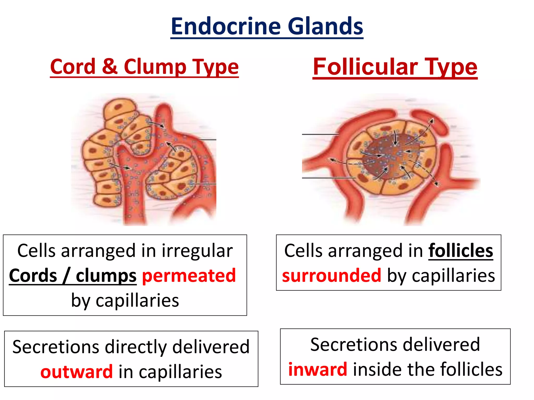 Glands histology | PPTX