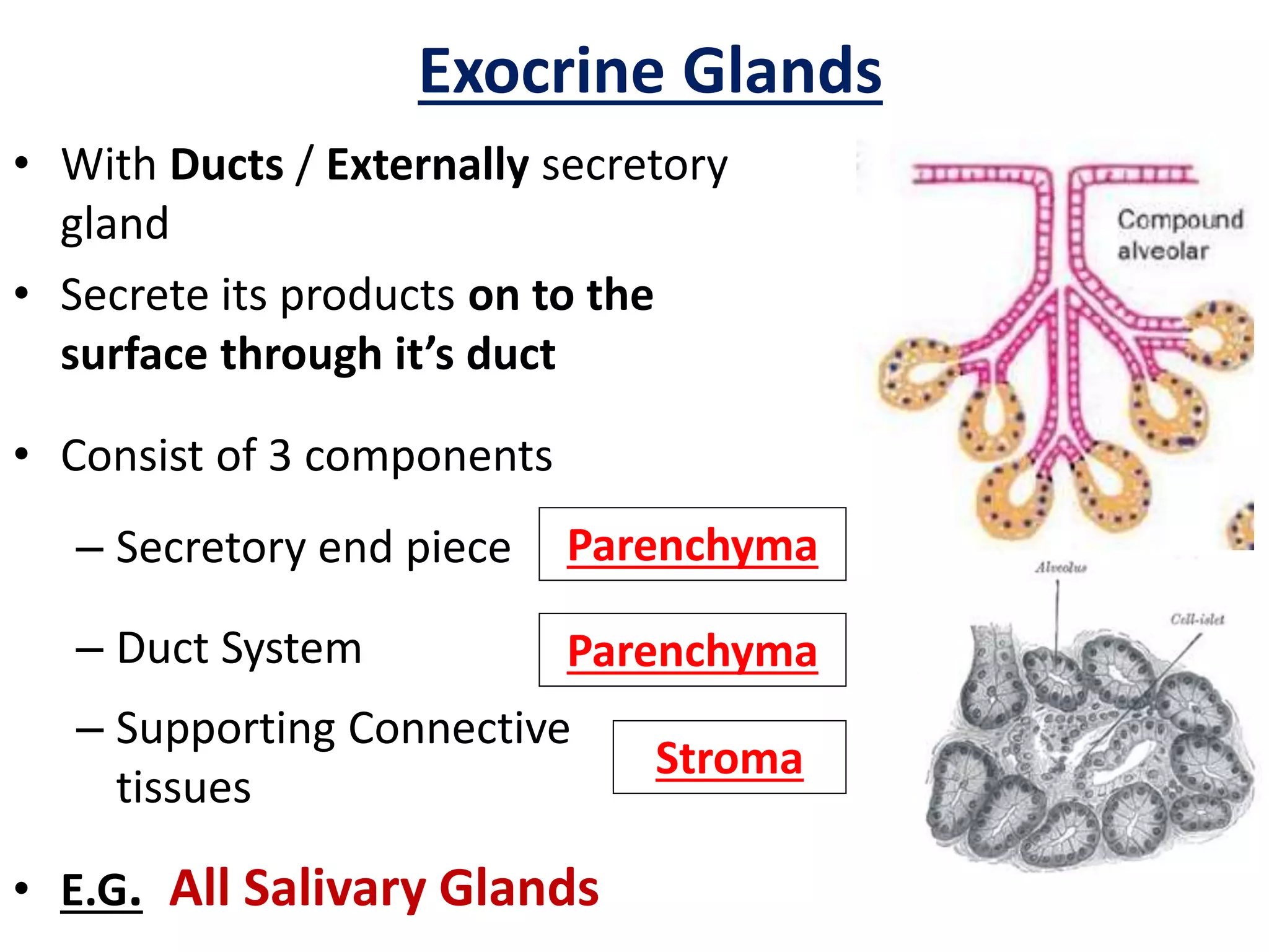 Glands histology | PPTX