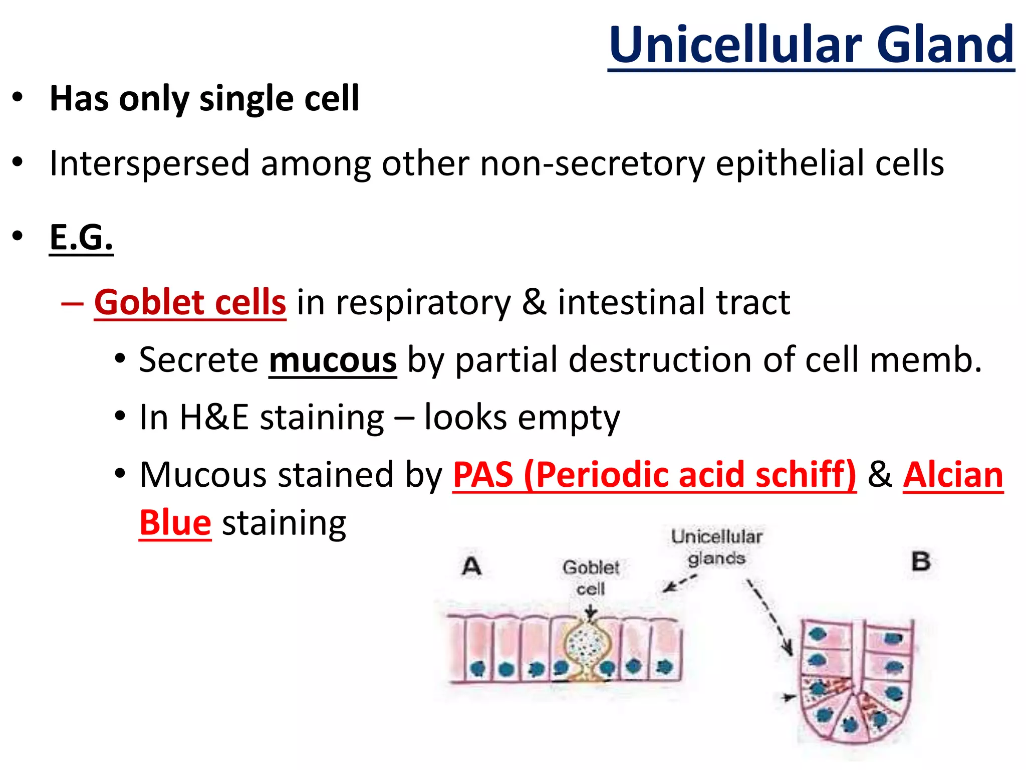 Glands histology | PPTX