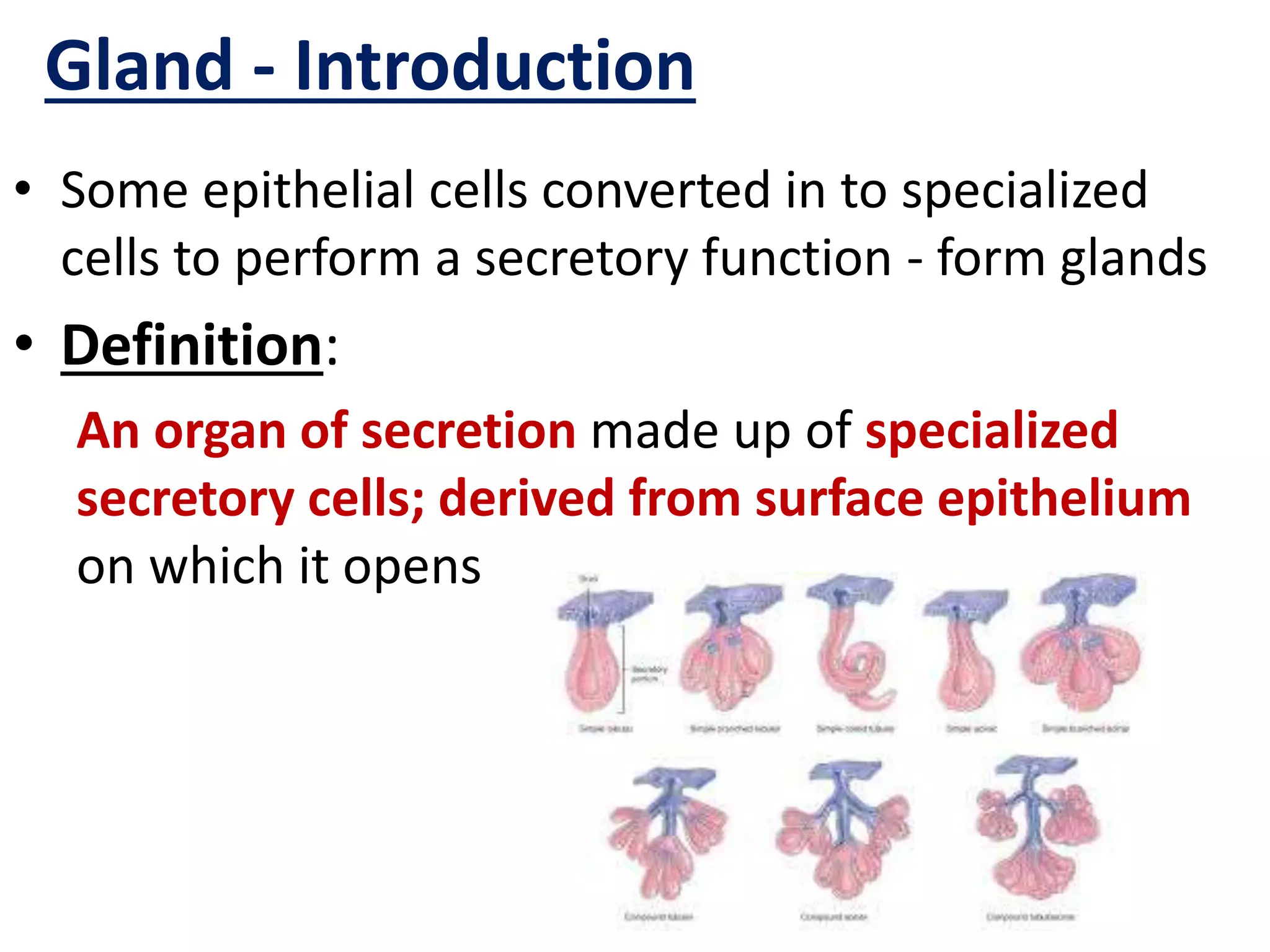 Glands histology | PPTX