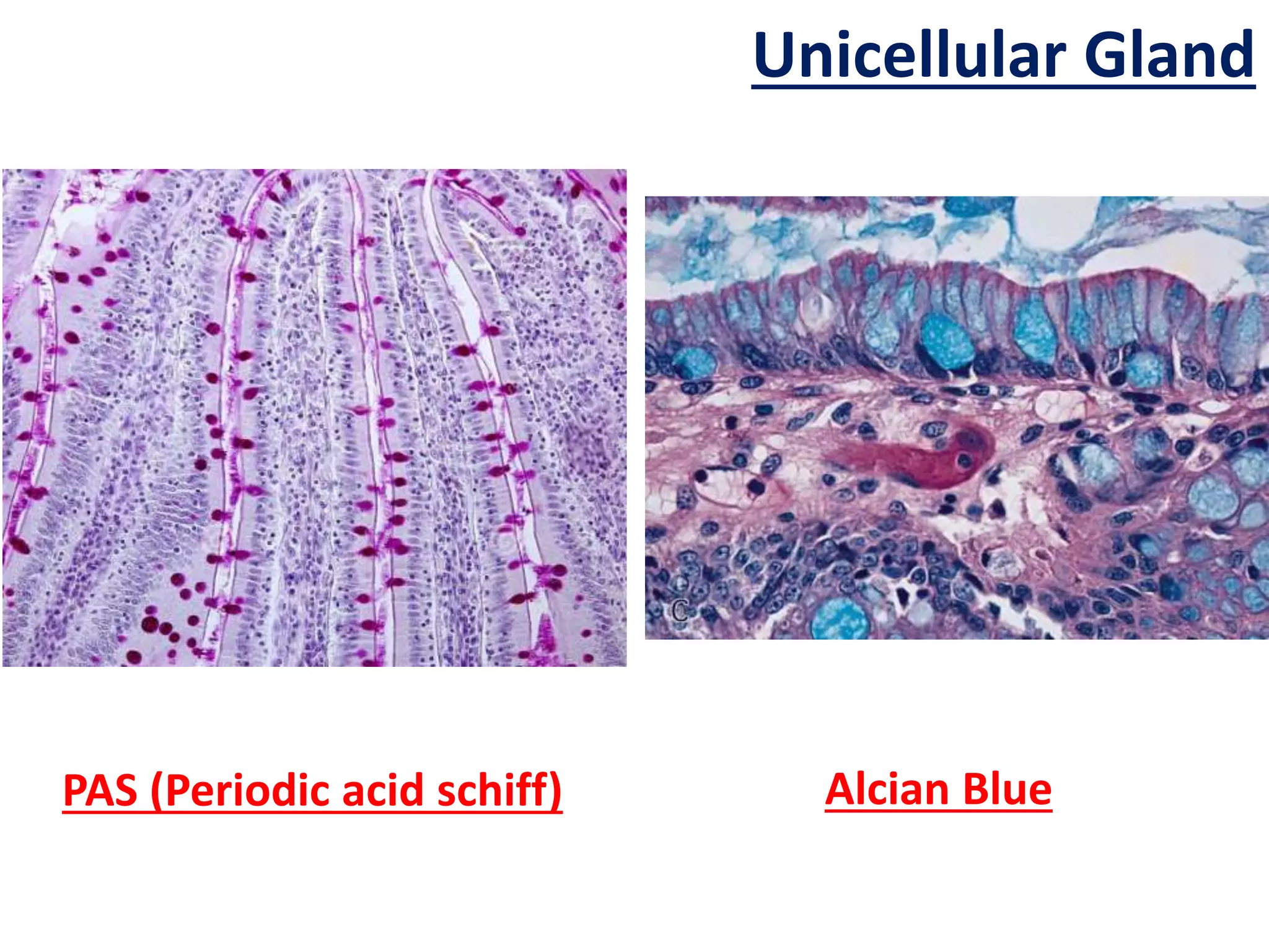 Glands histology | PPTX