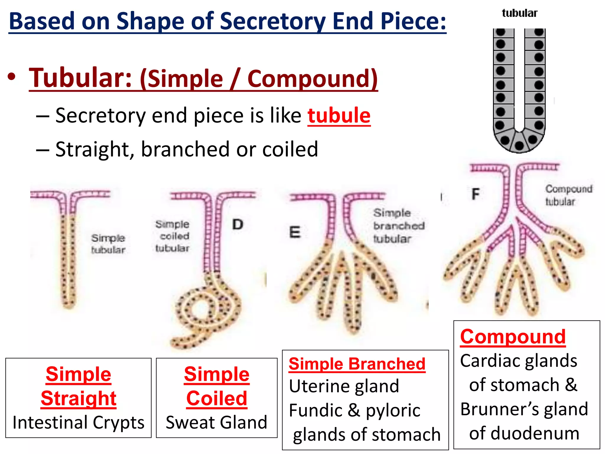 Glands histology | PPTX