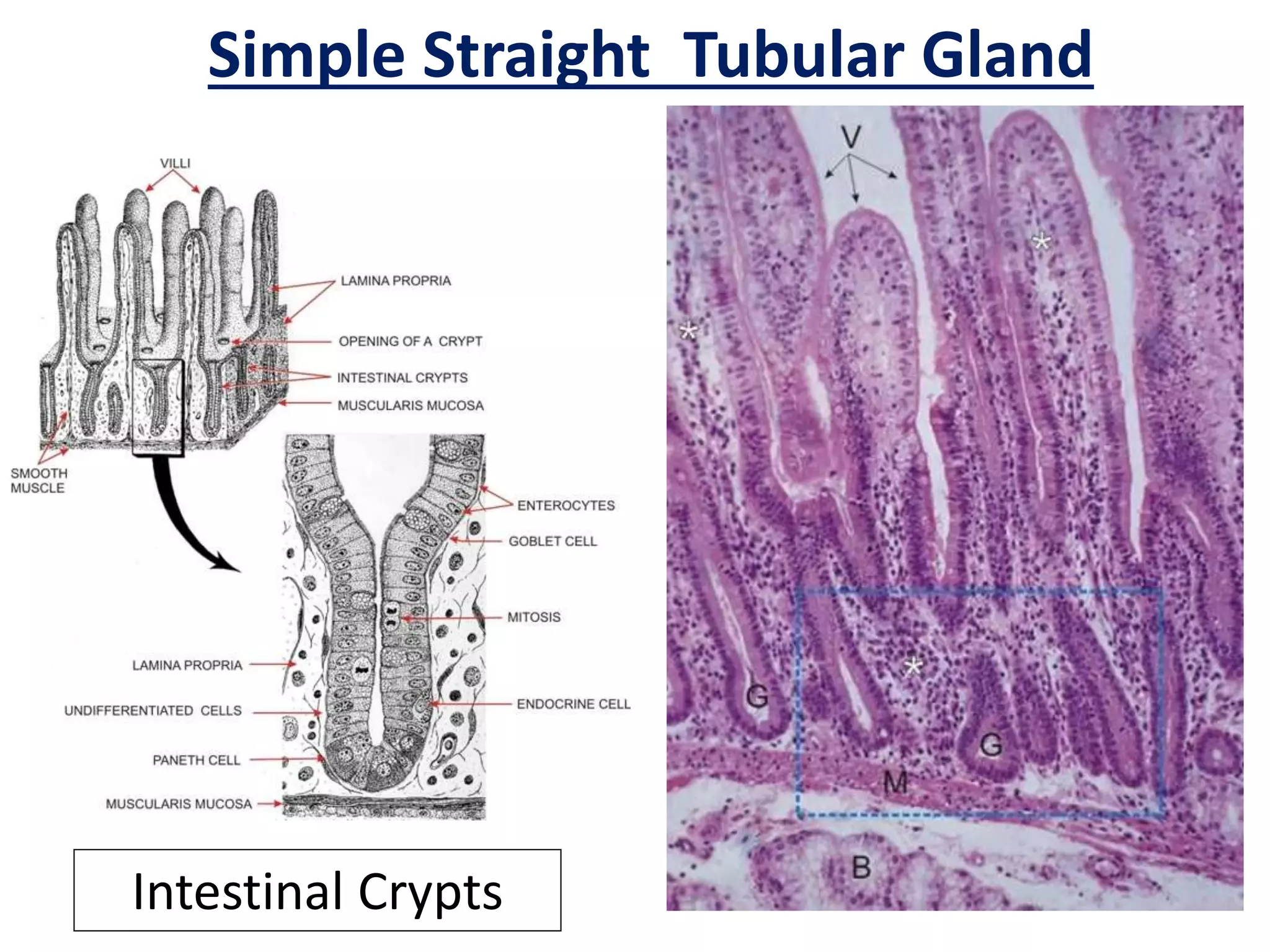 Glands histology | PPTX