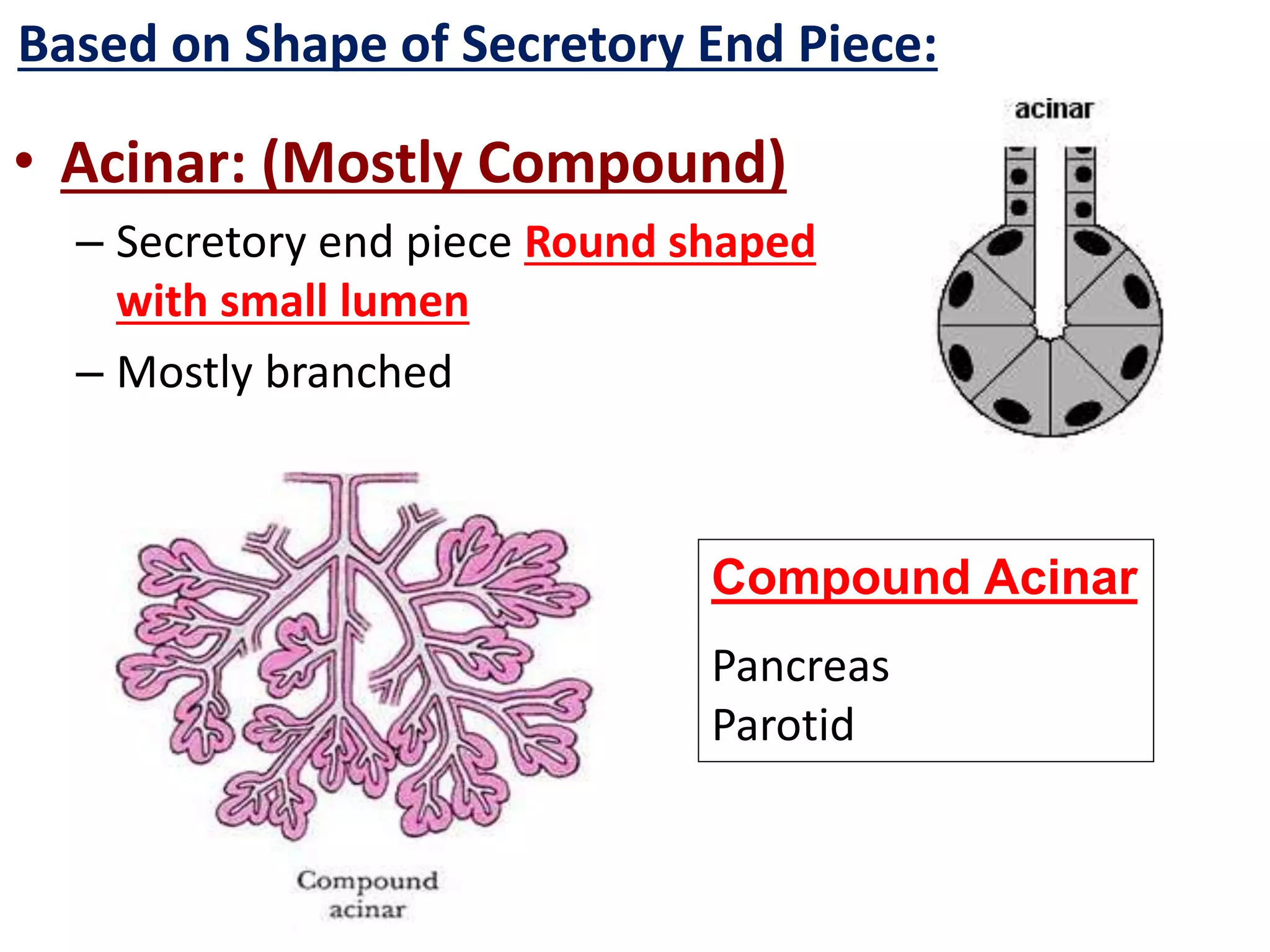 Glands histology | PPTX