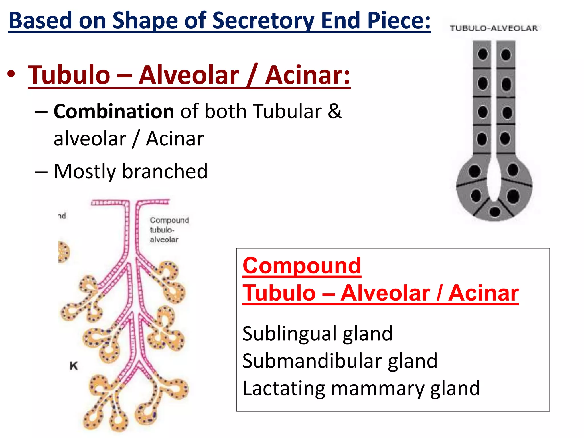 Glands histology | PPTX