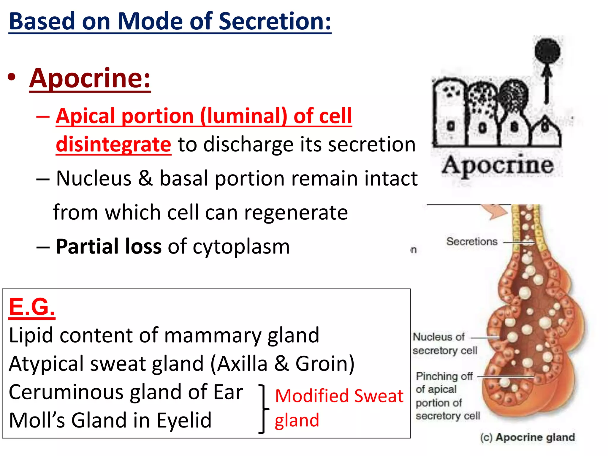 Glands histology | PPTX