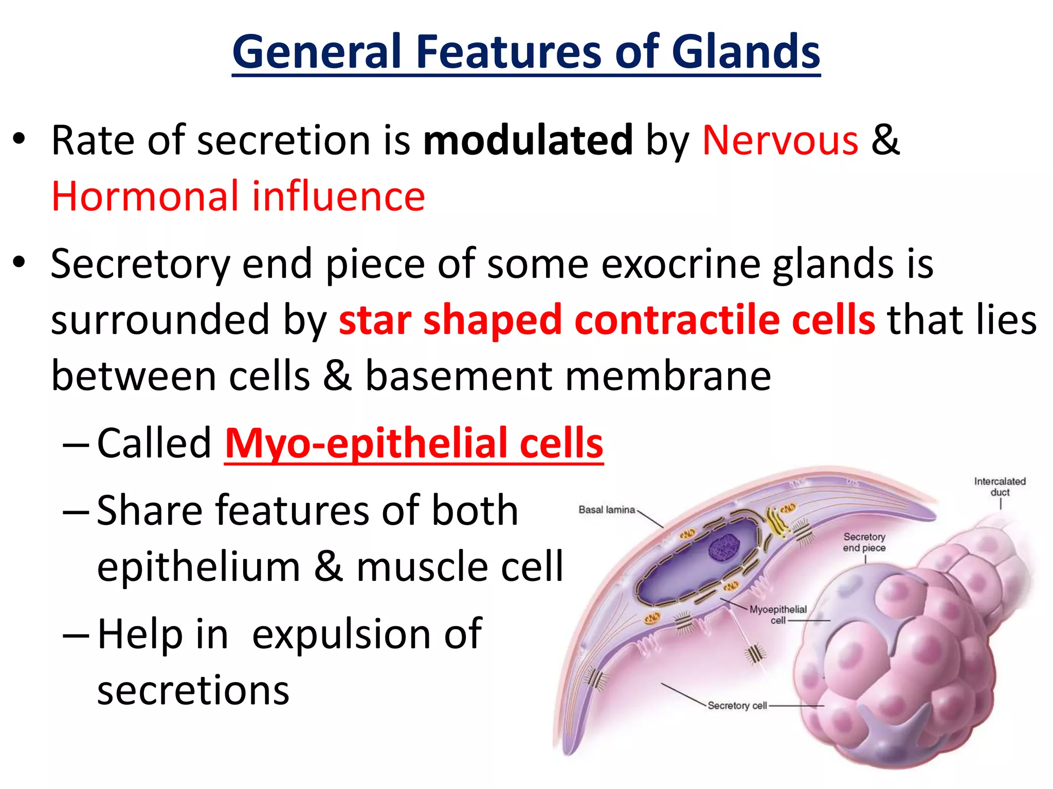 Glands histology | PPTX