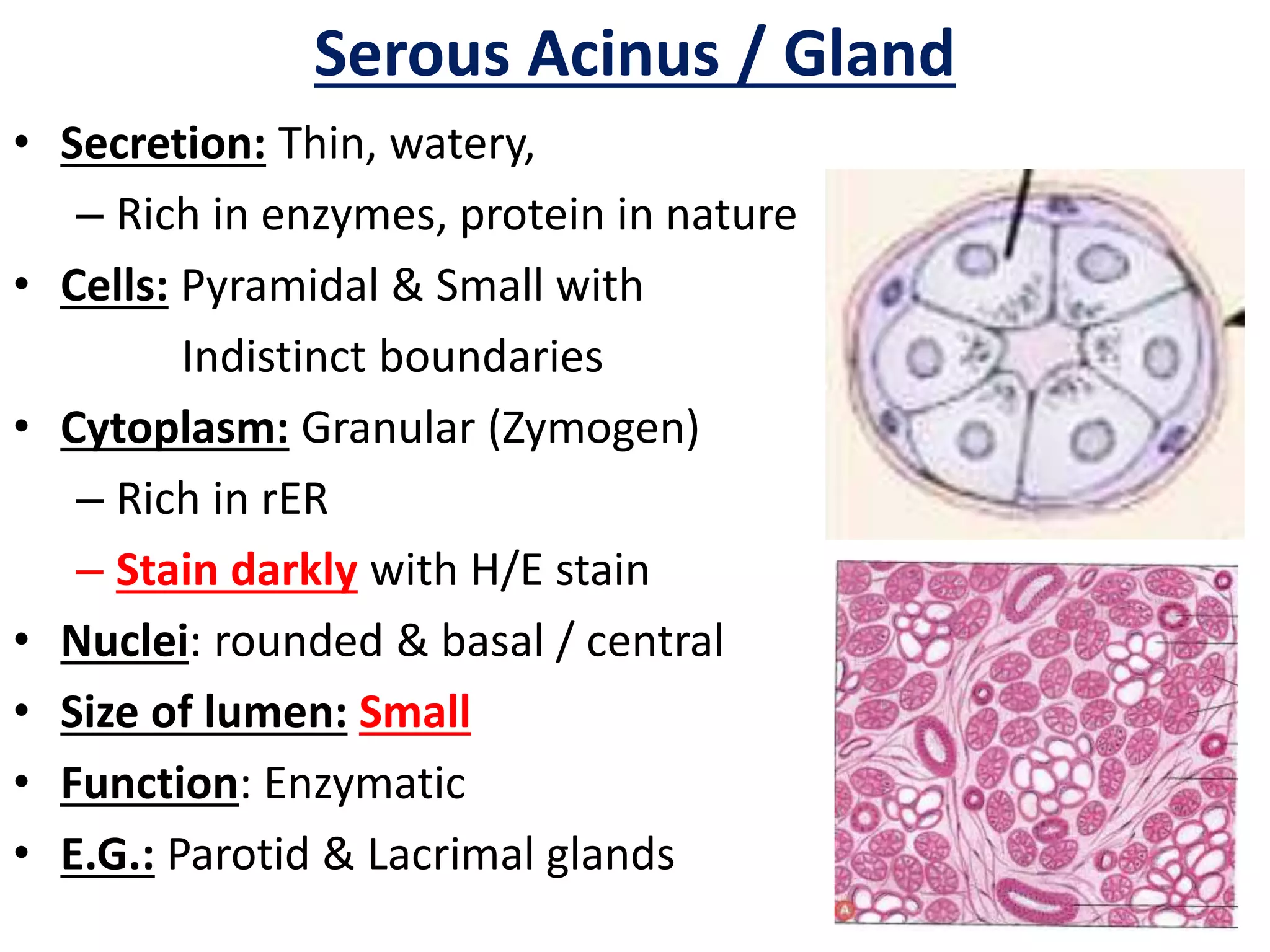 Glands histology | PPTX