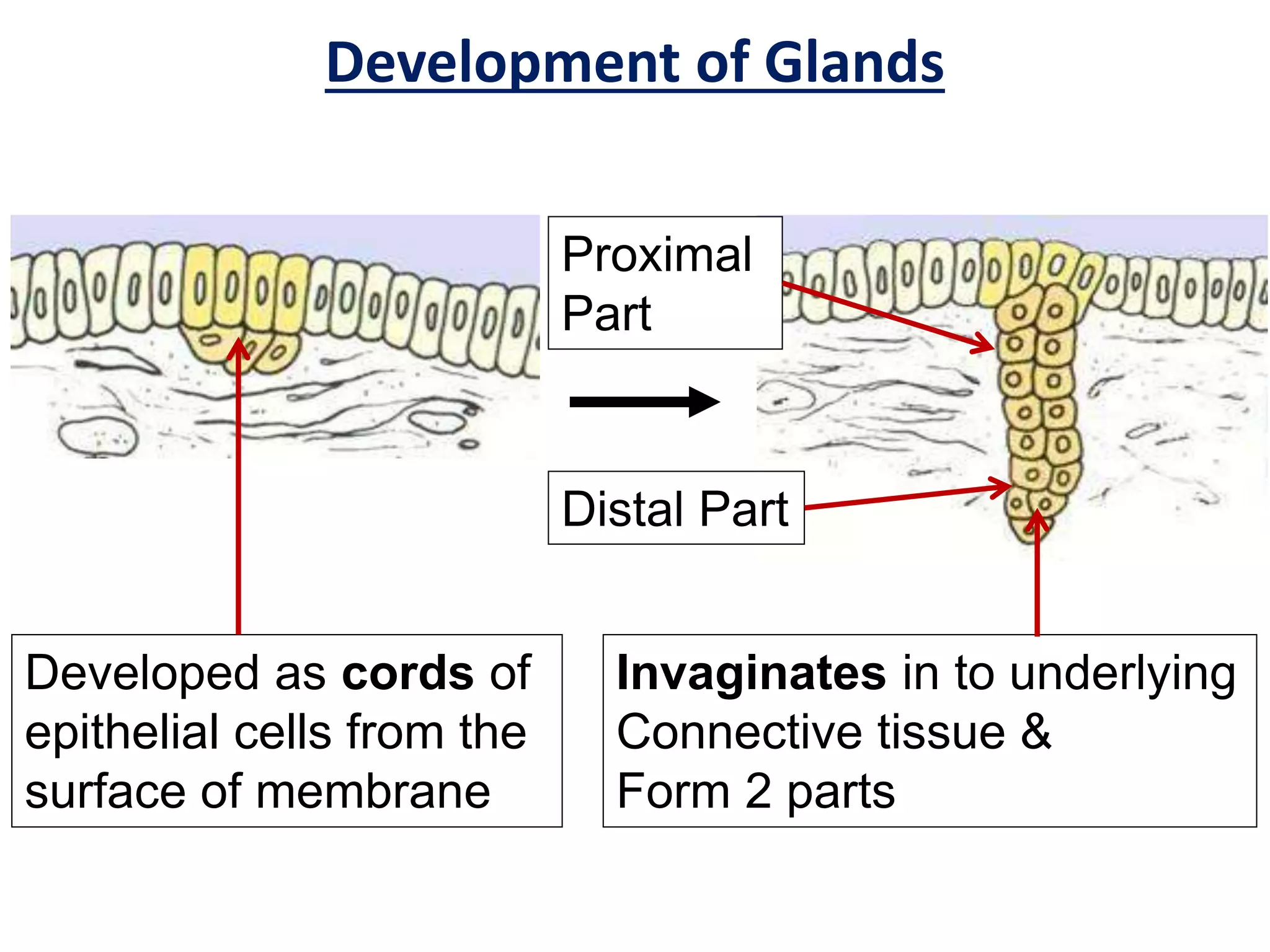 Glands histology | PPTX