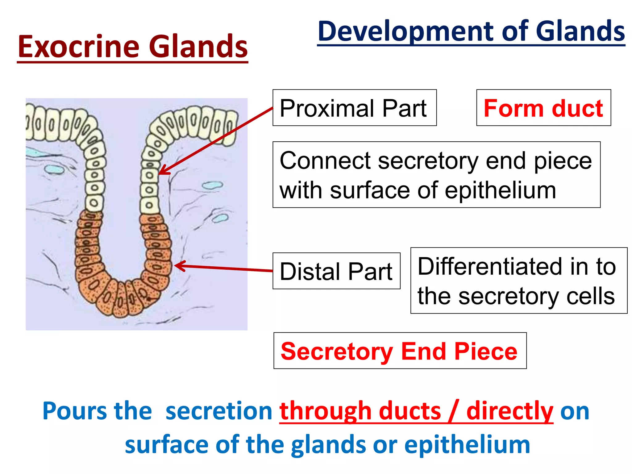 Glands histology | PPTX