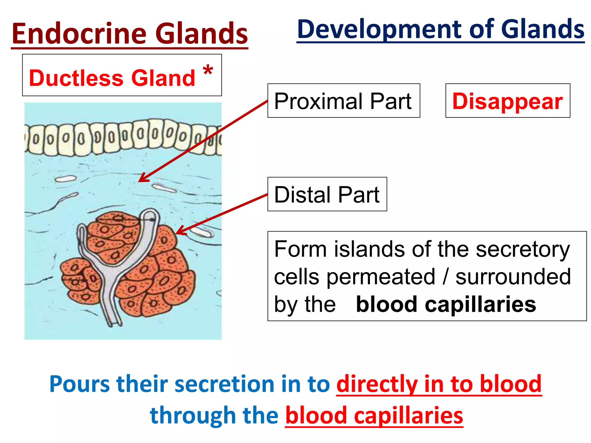 Glands histology | PPTX