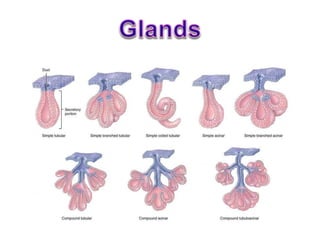 Glands histology | PPTX