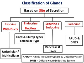 Glands histology | PPTX