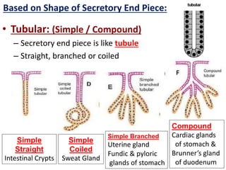 Glands histology | PPTX