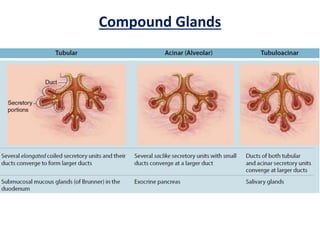 Glands histology | PPTX