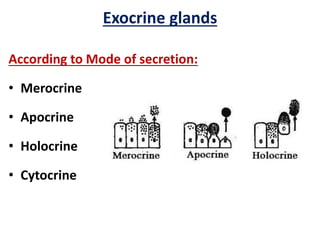 Glands histology | PPTX