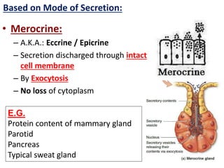 Glands histology | PPTX
