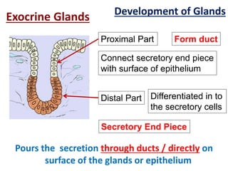 Glands histology | PPTX