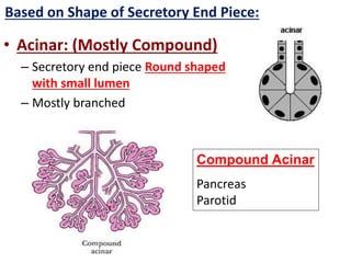Glands histology | PPT