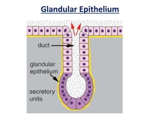 Glandular Epithelium Diagram