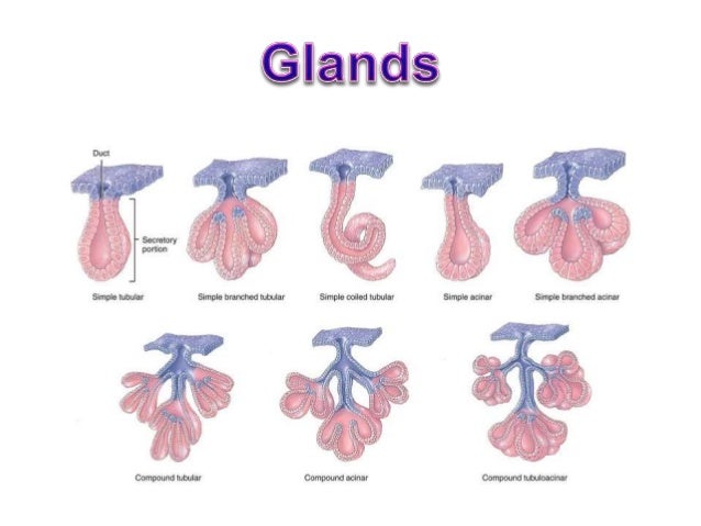 Glands histology