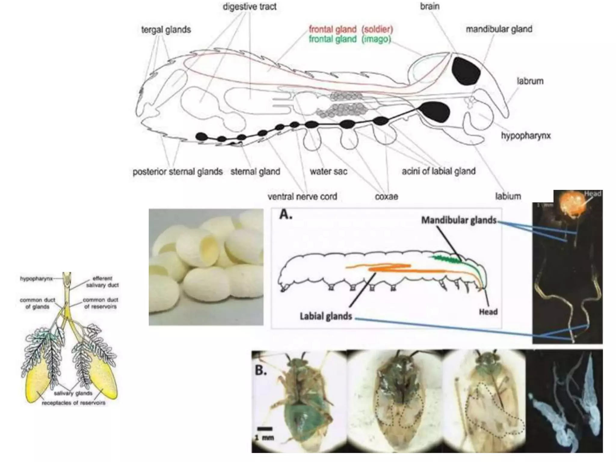 GLANDS in insects.pptx