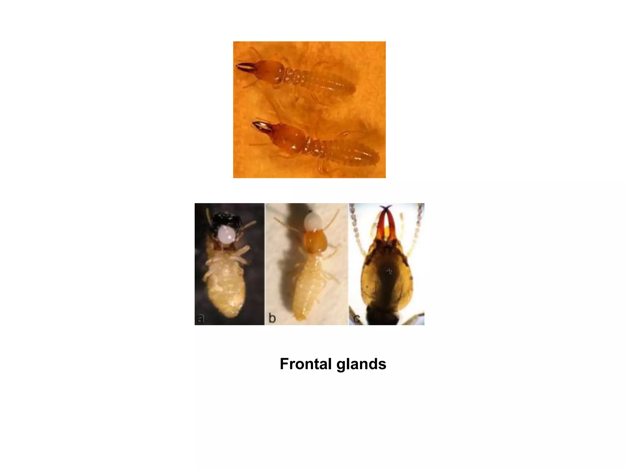 GLANDS in insects.pptx