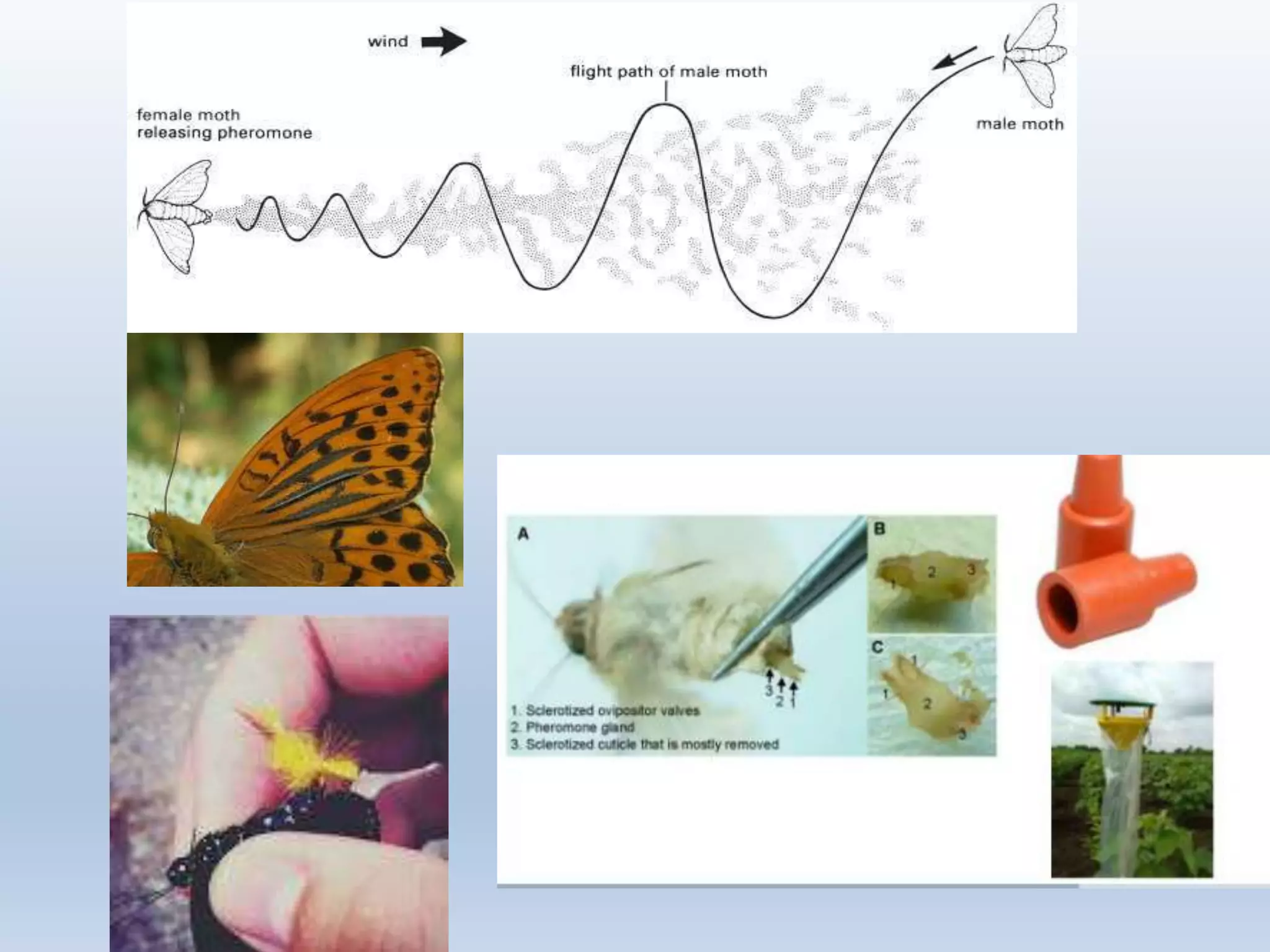 GLANDS in insects.pptx