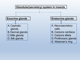 GLANDS in insects.pptx