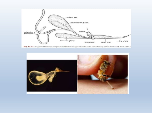 GLANDS in insects.pptx
