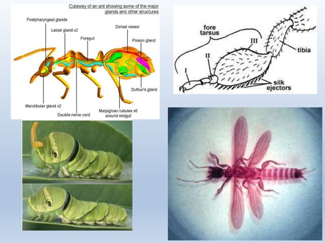 GLANDS in insects.pptx