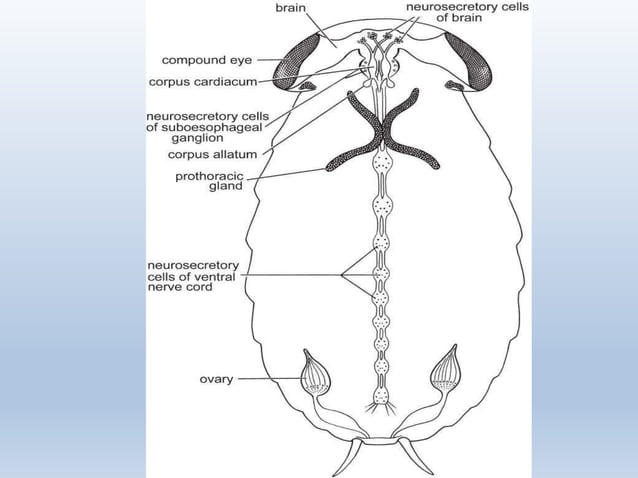 GLANDS in insects.pptx