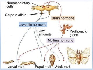 GLANDS in insects.pptx