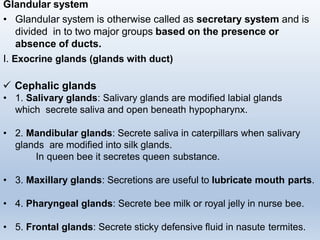 GLANDS in insects.pptx