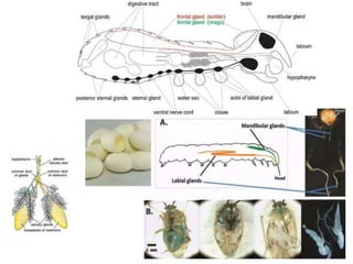 GLANDS in insects.pptx