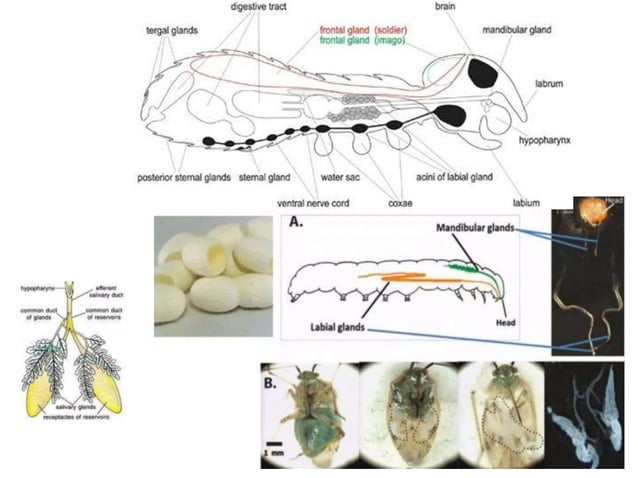 GLANDS in insects.pptx