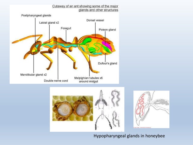 GLANDS in insects.pptx