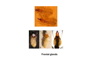 GLANDS in insects.pptx