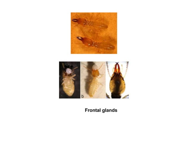 GLANDS in insects.pptx