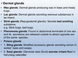 GLANDS in insects.pptx