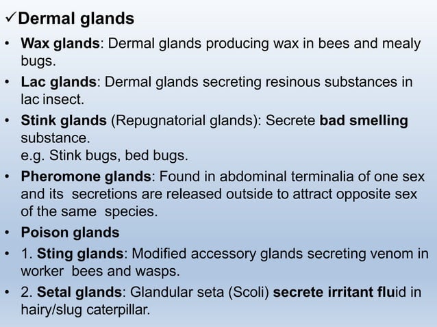 GLANDS in insects.pptx