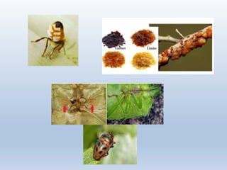 GLANDS in insects.pptx