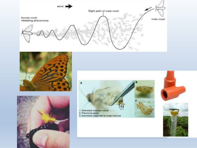 GLANDS in insects.pptx