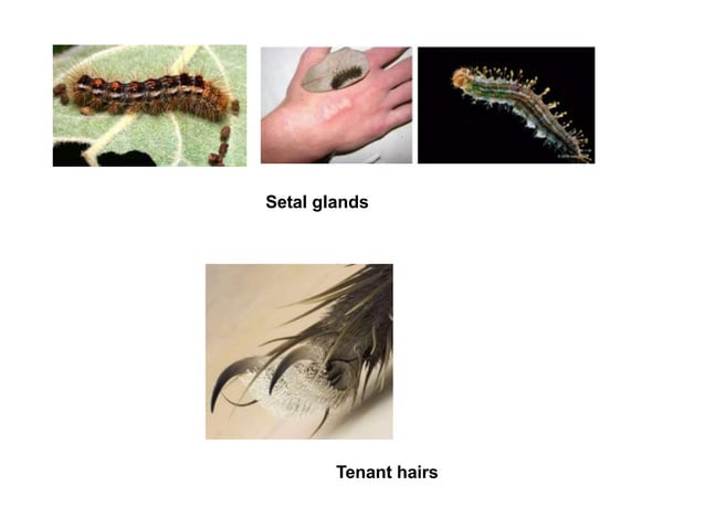 GLANDS in insects.pptx