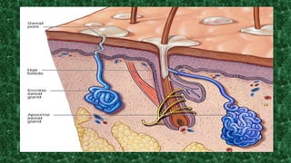 GLANDS IN THE SKIN,FUNCTIONS AND ABNORMALITIES ..pptx