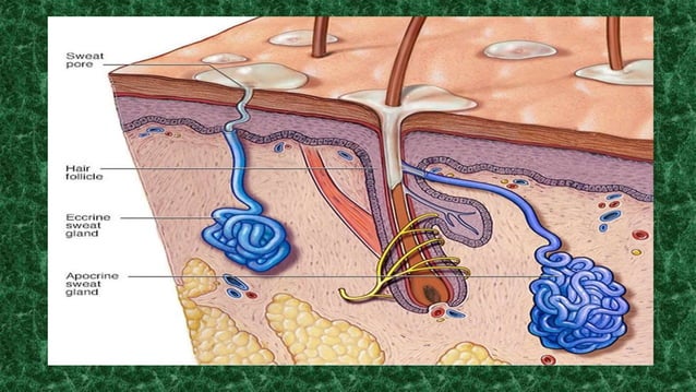 GLANDS IN THE SKIN,FUNCTIONS AND ABNORMALITIES ..pptx