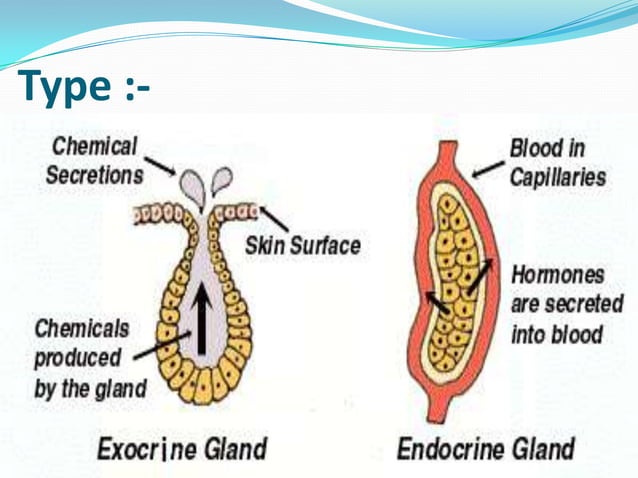 Gland’s & their Secretion | PPT