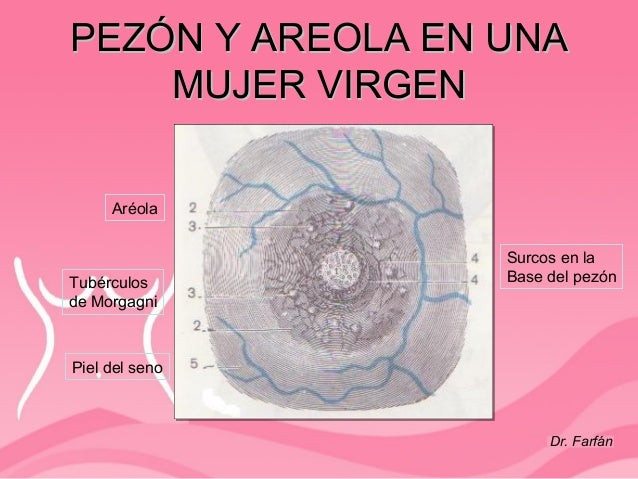 ANATOMÍA HUMANA II - REGIÓN DE LA GLANDULA MAMARIA - DR F. FARFÁN