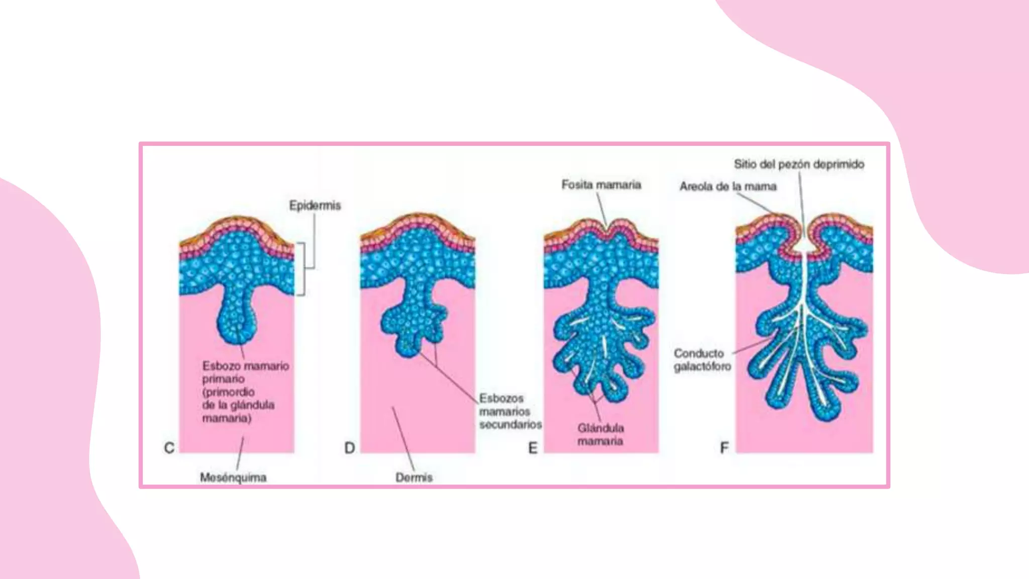 Embriología, anatomía y fisiología de glándula mamaria | PPTX